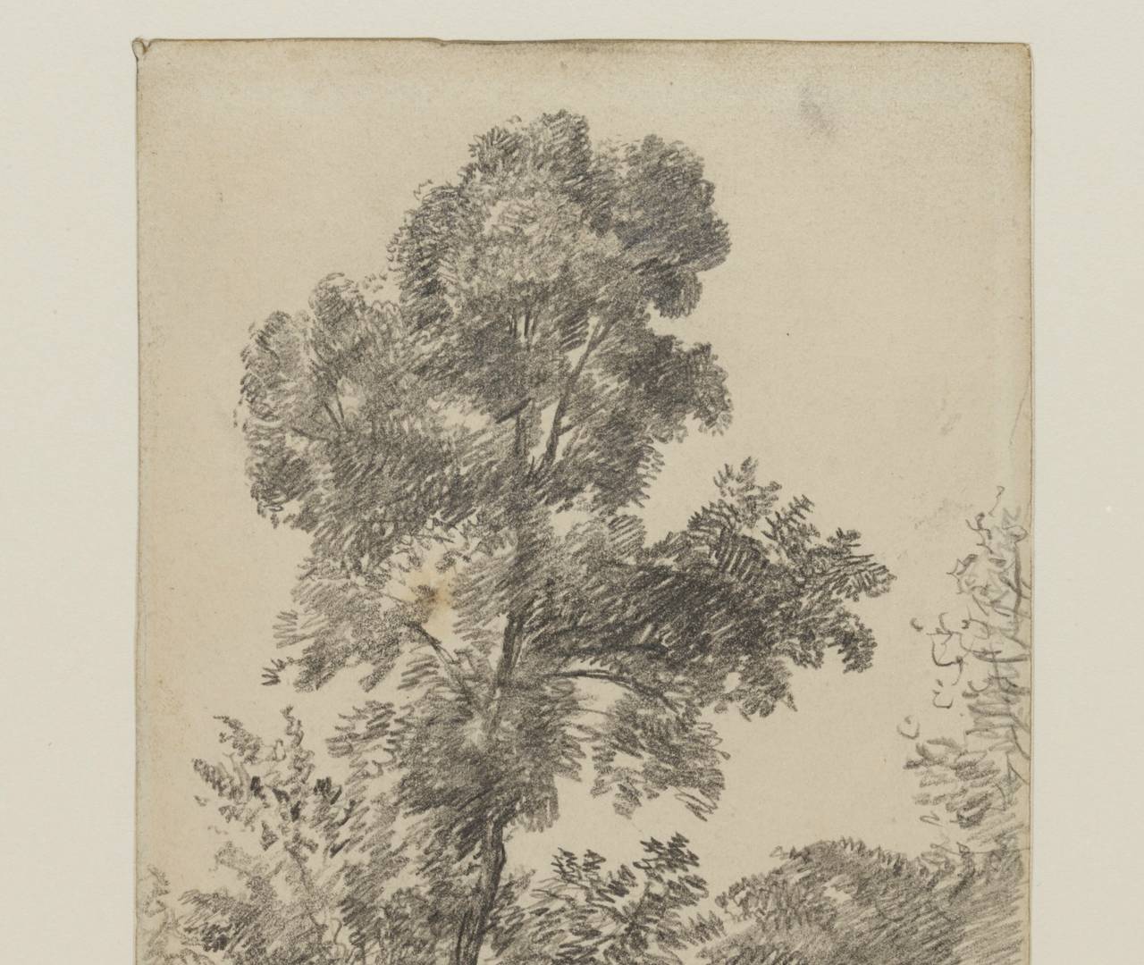 Into the Woods: Trees in Photography - Display at South Kensington · V&A