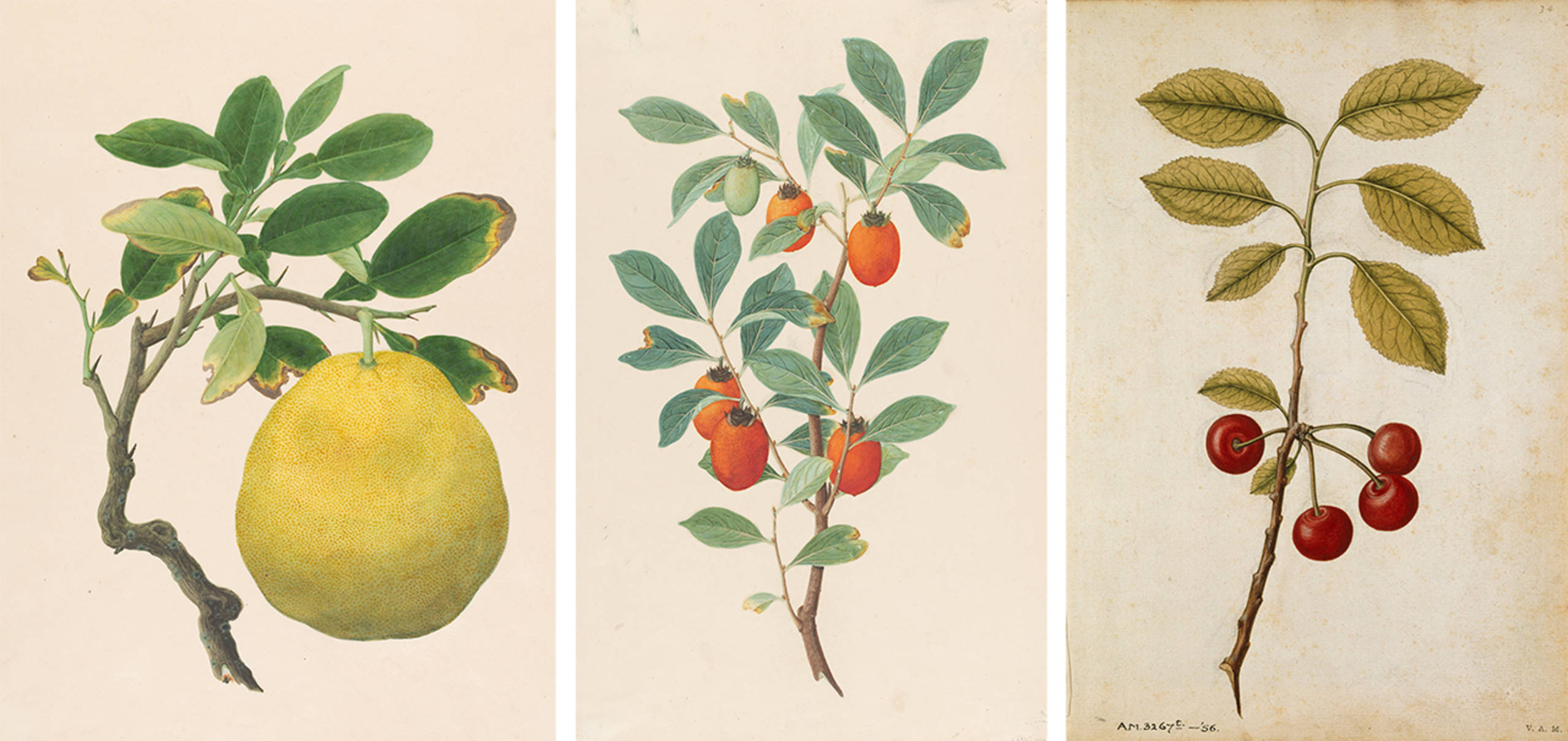 Fallen Fruit at the V&A · V&A