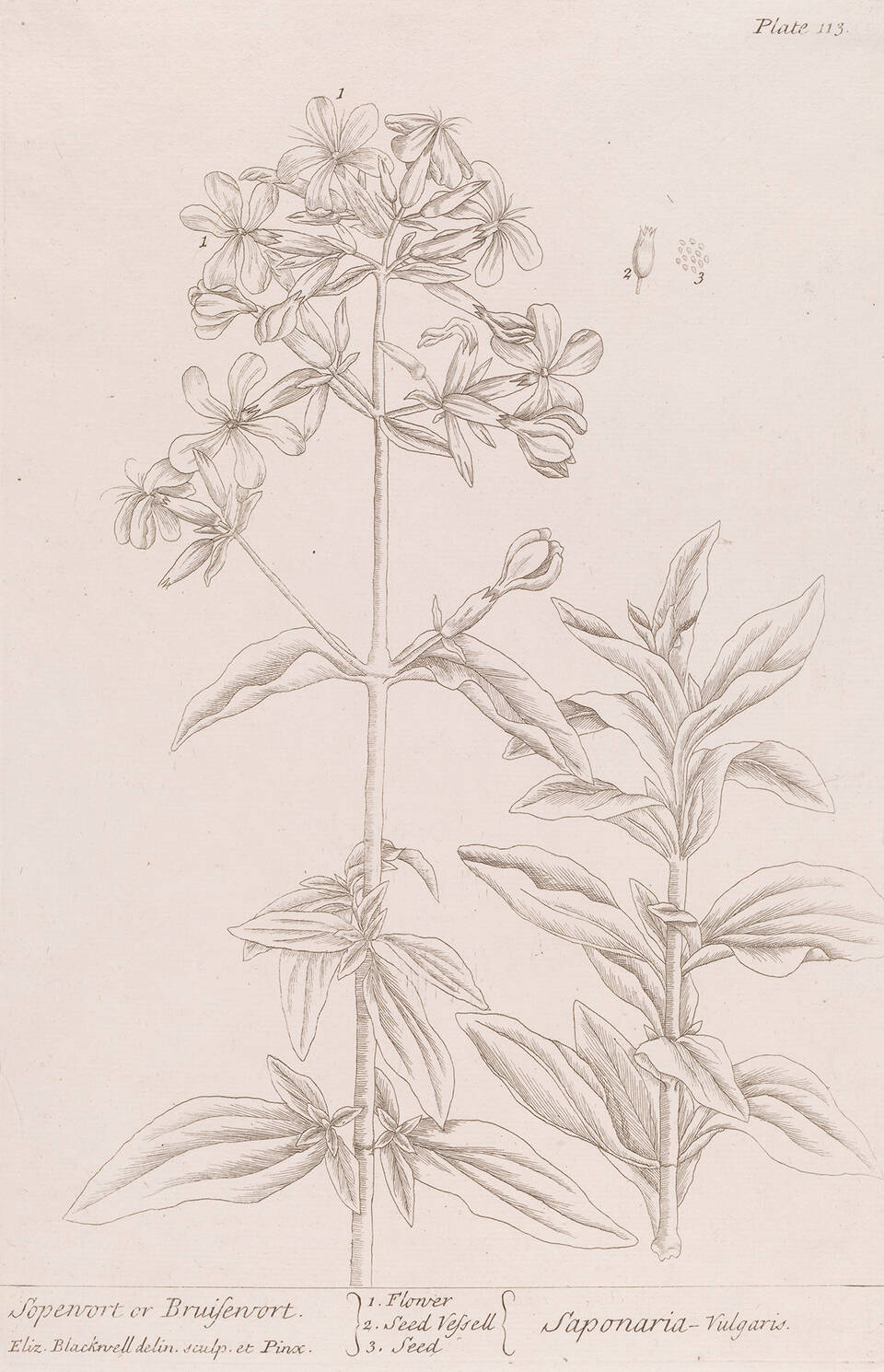 An introduction to women printmakers, 1700 – 1900 · V&A